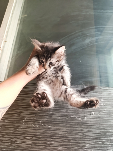 Отдаю даром котят