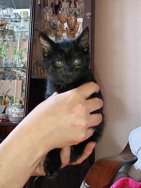 Три черных котенка