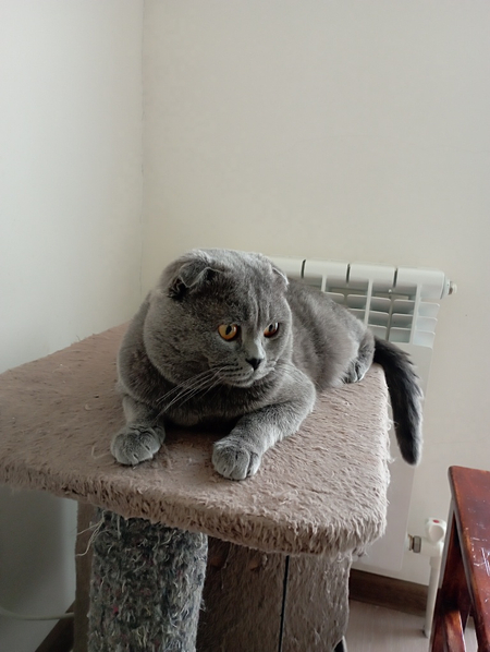 Скотиш фолд эркак мушук