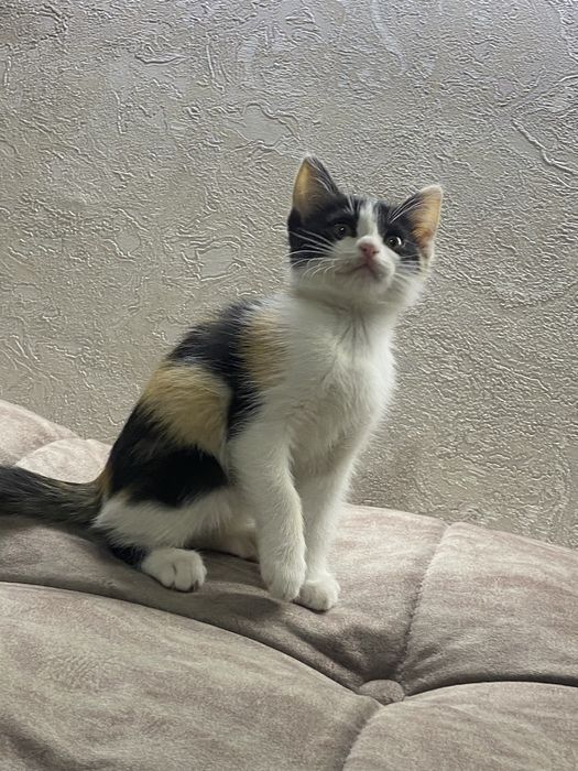 Милый Котенок -трёх цветный- девочка