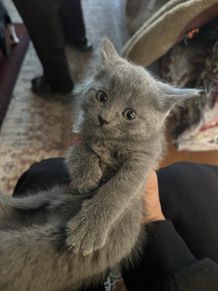 Britanskiy skotish stray