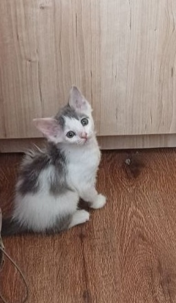 Пристраиваются котята