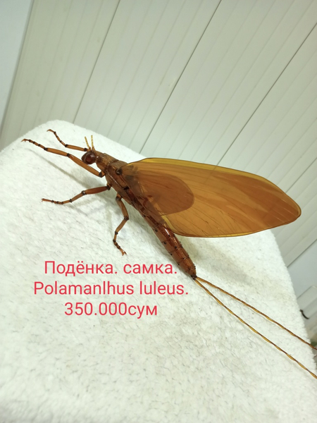 Макеты насекомых