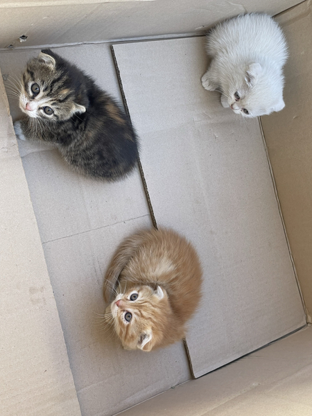 Scottish fold mushugi