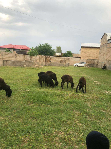 Roxat Restoran hududida hovli sotiladi!