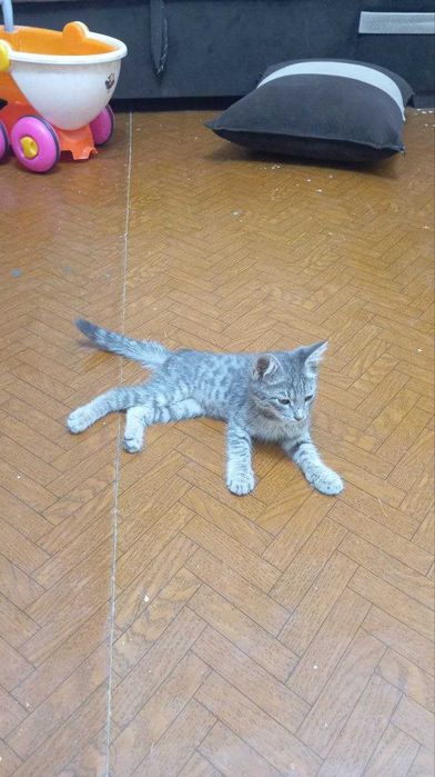Домашние Кошка 2 месяца