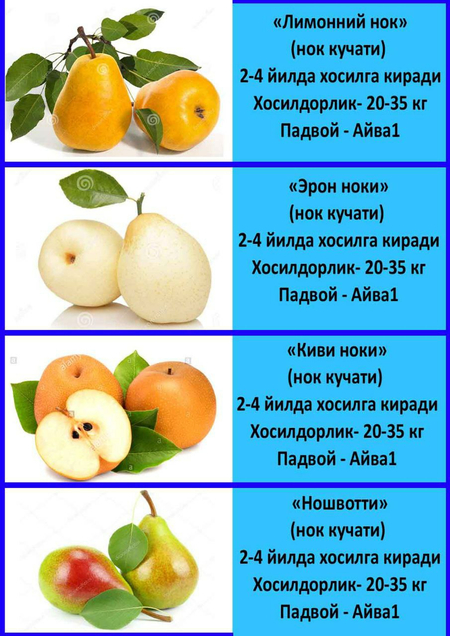 хархил турдаг мивали кучатилар сотувда