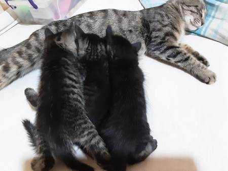 Отдаём котят в добрые руки