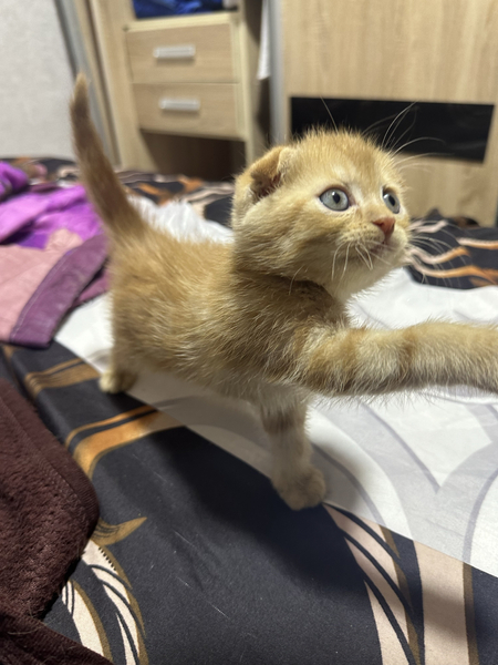 Скотиш фолд 45 дней
