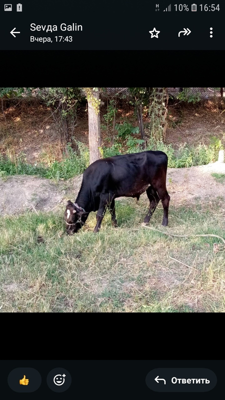 Бука новос кора..