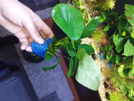Anubias Barteri1 круглый лист