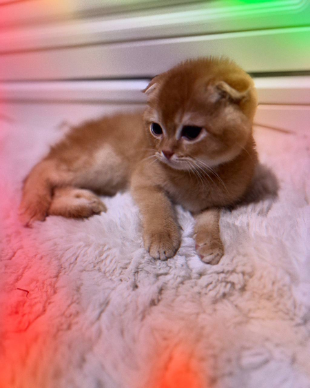 Продается котёнок 2 месяца