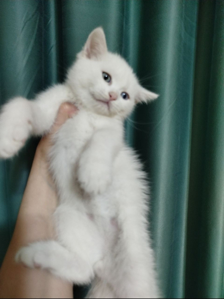 Продаются шотландские котята