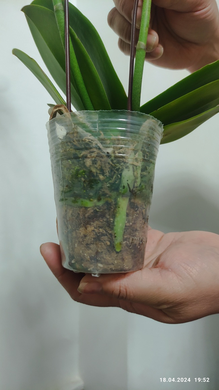 Орхидея /Phalaenopsis Afrodita Orchid/ миди 42см