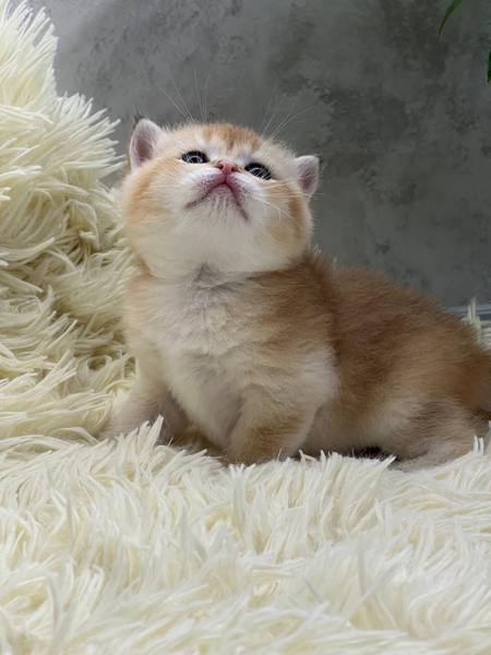 Британский шиншилла