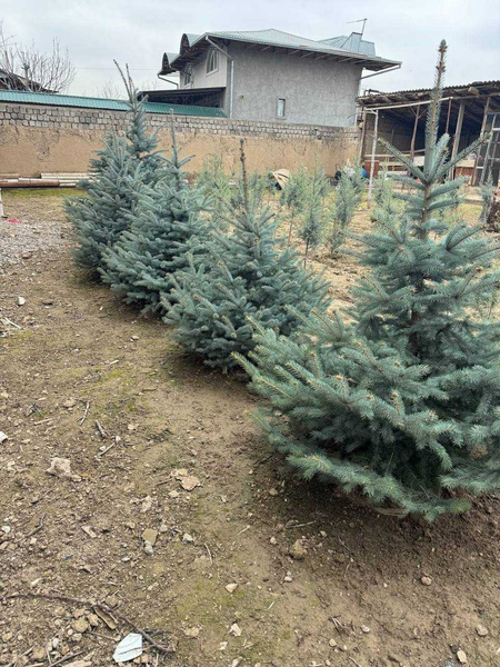 Продается ГОЛУБАЯ ЕЛЬ (Бельгийская серебристая)