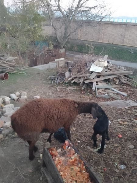 Onabola qo\\\'y sotilad
