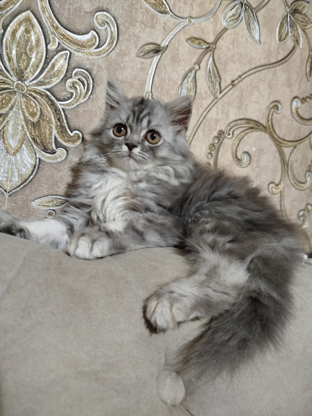Скоттиш страйт шотландцы