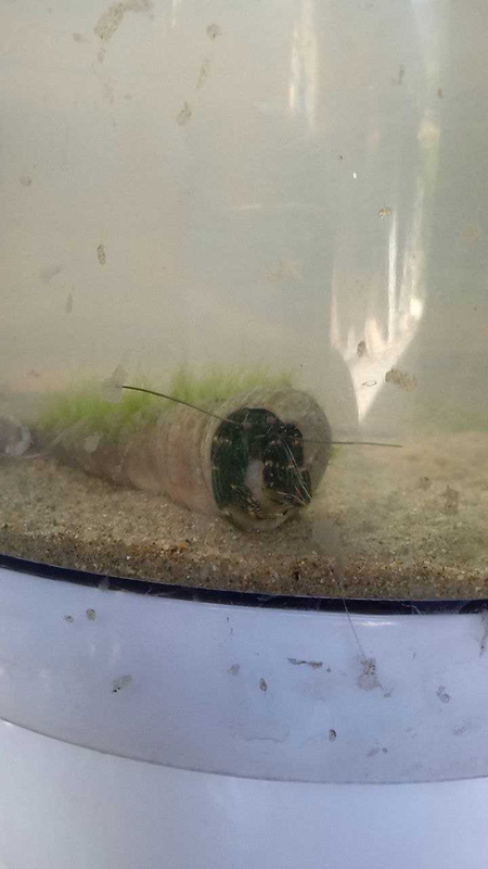 Рак отшельник для морского аквариума