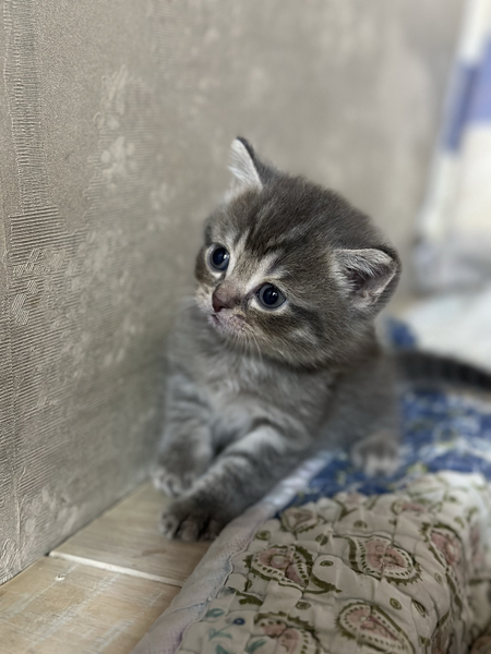 Продается котенок Скотиш Страйт