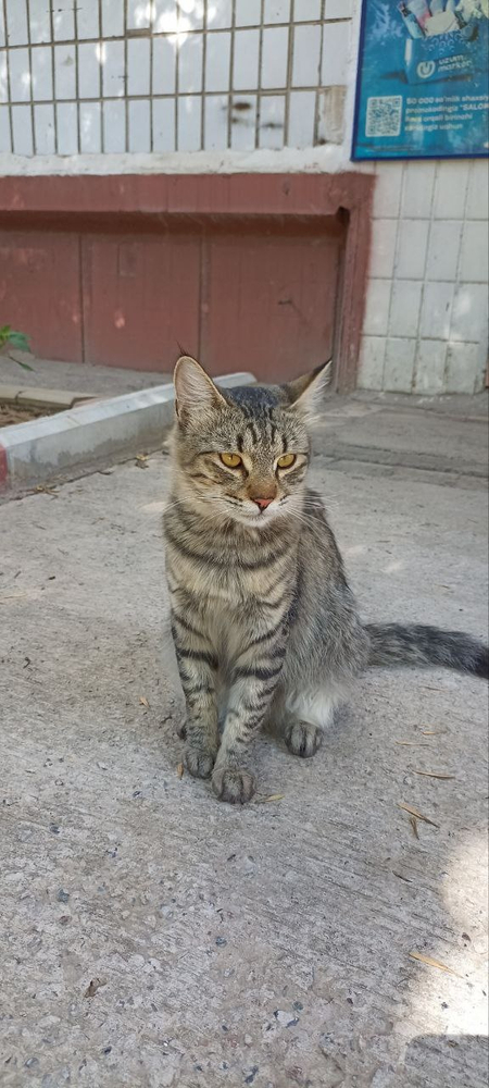 Умнейший котейка