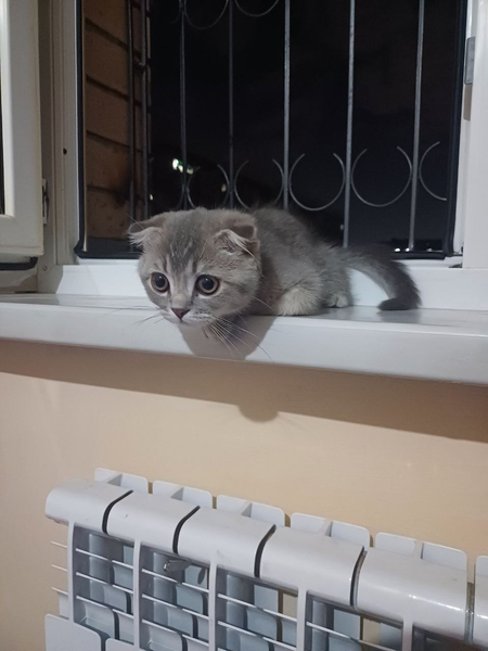 Mushuk bolasi zotor mushuk