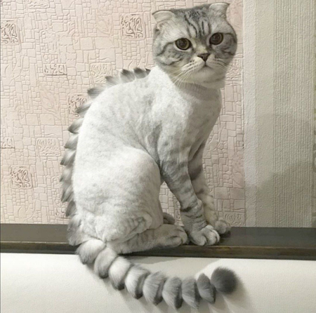 Профессиональный груминг кошек