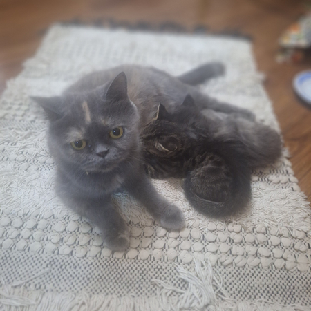 Котята 2 месячные милый подарок