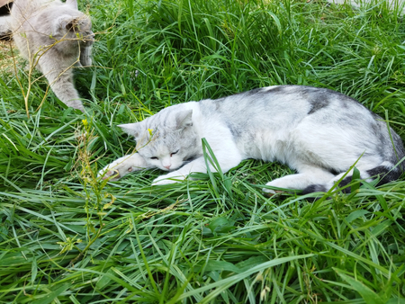 Вязка кот скоттиш страйт