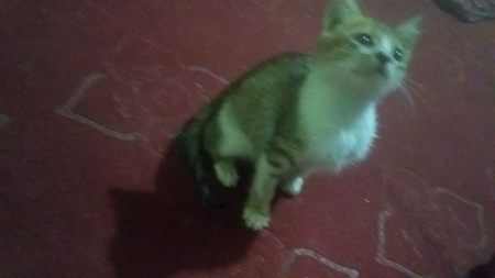 Mushukchala hadya qilaman