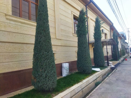 Арча кессиш богбончилик.