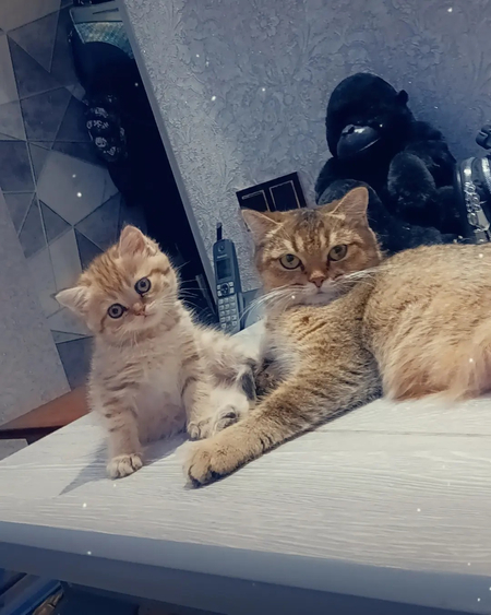 Срочно Продается кошка британская тикированая шиншилла