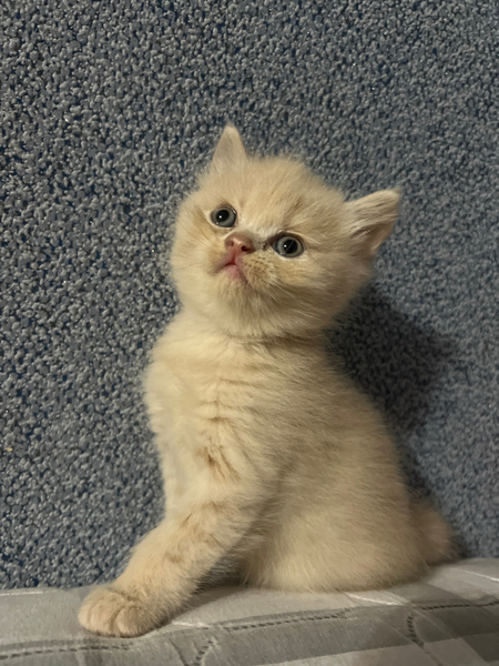 Продаются котята