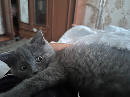 parodistiy koshka malchik