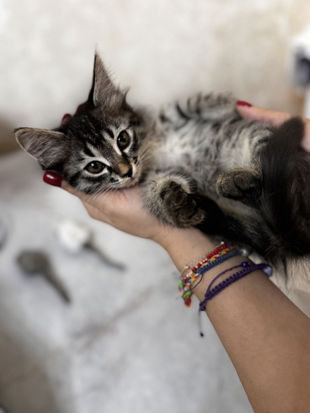 Кошка котенок