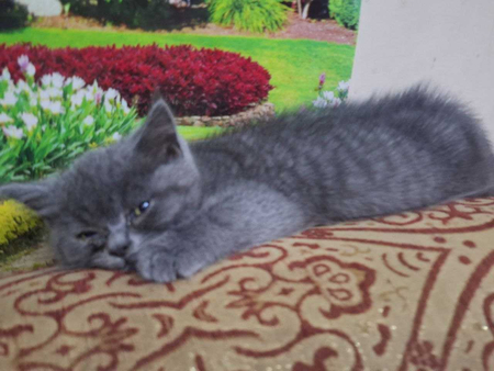 Продаётся кошка  срочно