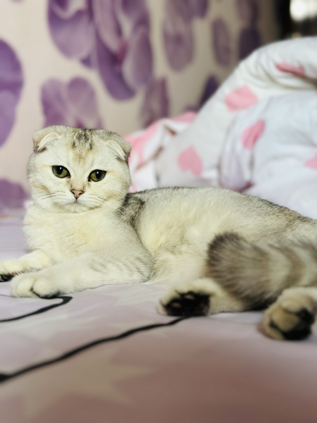 На продаже кошечка