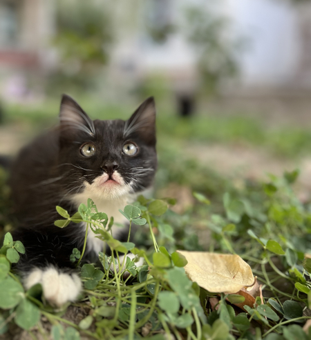Котёнок, Маргилан, 50 000 сум.