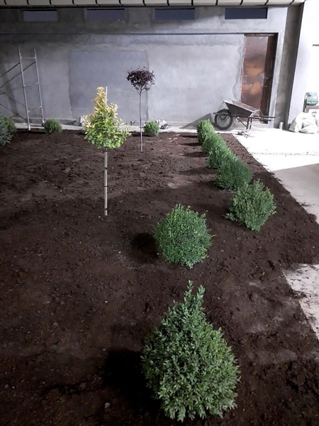 Gazon ekish uruqdan chiqarish kvadirati 25000 dan  yer holatiga qarab.