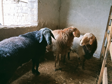 Qo\\\'chqorlar bor edilbay