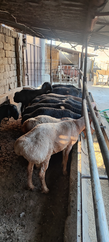 QochqorlanI zori