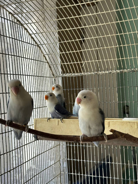 Оила Blue euwing opaline+violet euwing opaline (привозной, кольцо бор