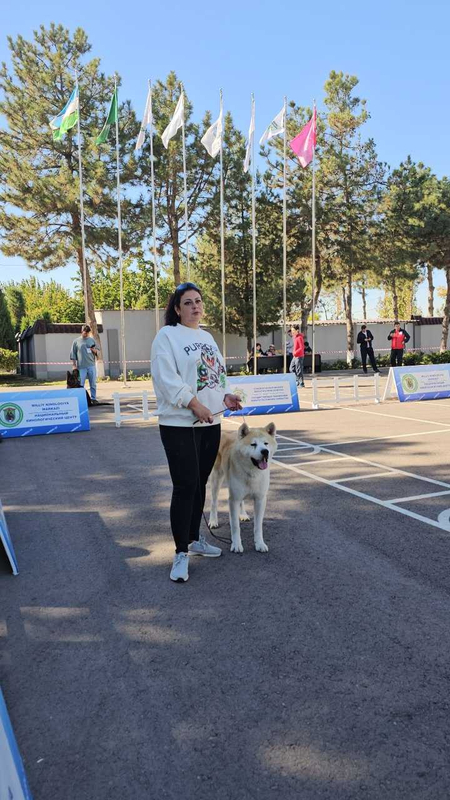 Продаётся щенок японской акита ину