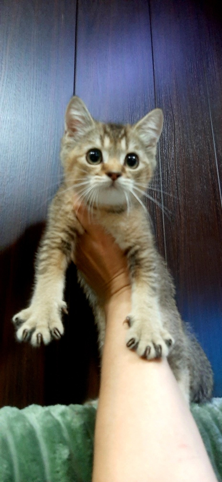 Скоттиш страйт мальчик