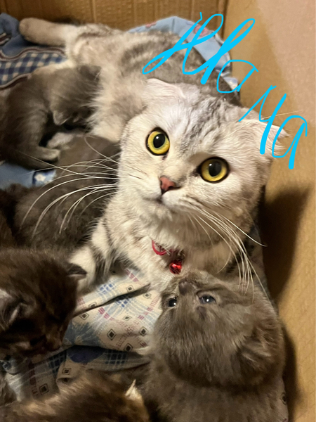 Продаю Котят Скоттиш фолд и Скоттиш страйт