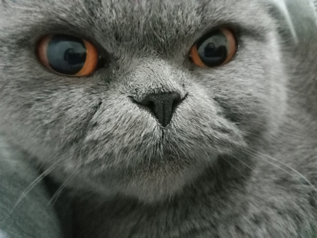 Кошка шотланская