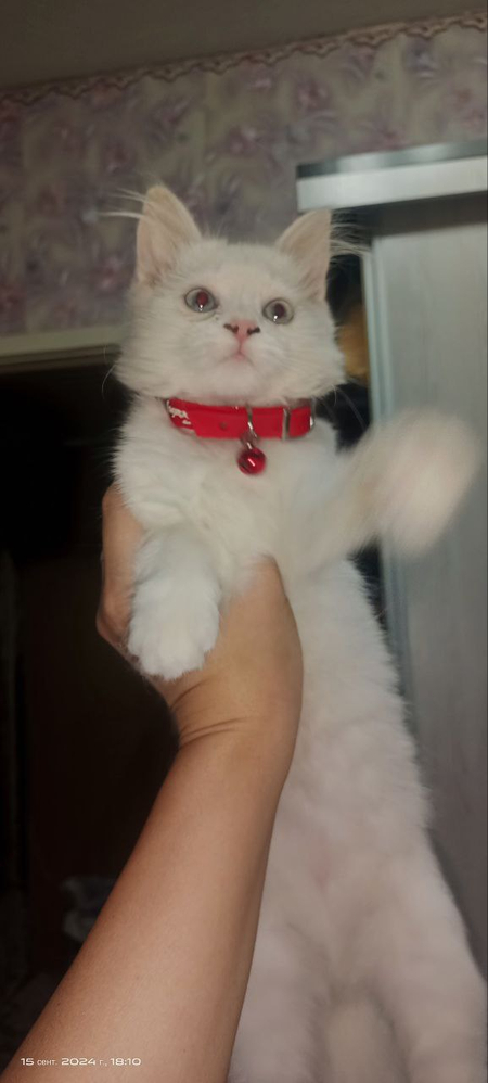 Котенок белого цвета