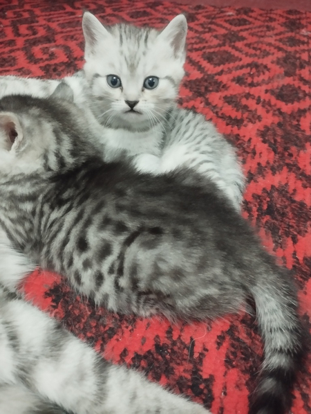 Скоттиш страйт.   .