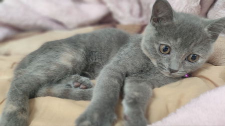 Котенок британец