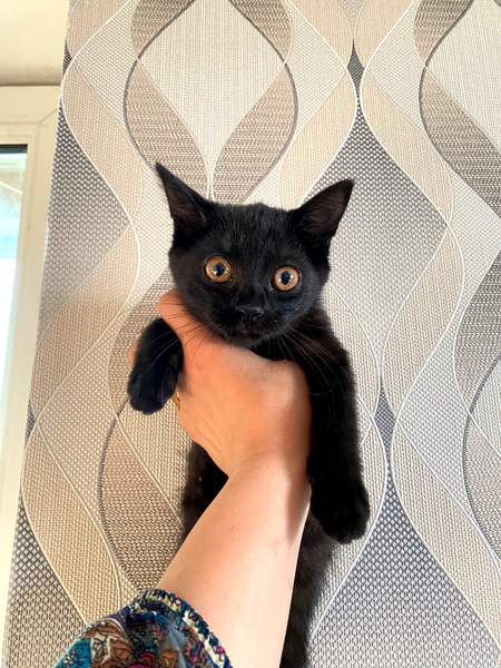 Кошки котята